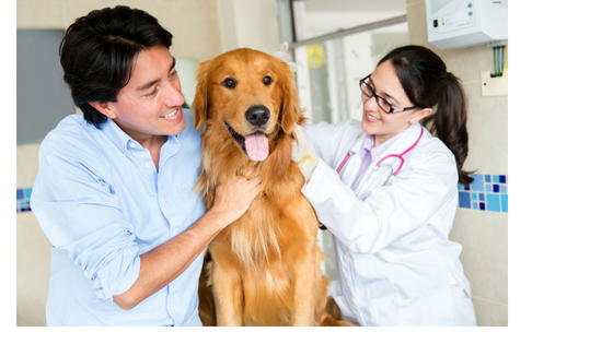Los avances médicos ofrecen nuevas esperanzas para los perros y sus hu ...
