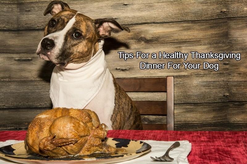 Thanksgiving Dinner for Your Dog | HPZ Pet Rover