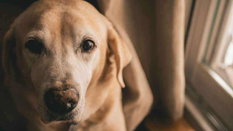 12 Tips for Better Home Alone Days for Your Dog | HPZ Pet Rover